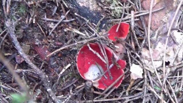 Грибы Саруосцифы алые. Тамара Скобелева в леу.