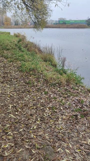 Исследователь VID_20251026_104650