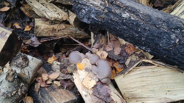 Дрова с грибами