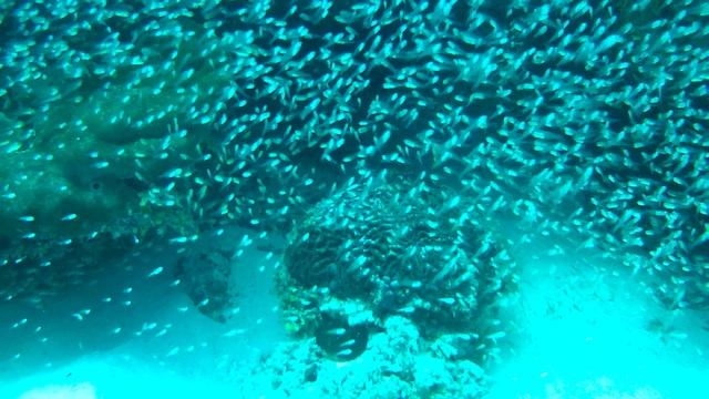 дайвинг на Мальдивах, коралловый риф