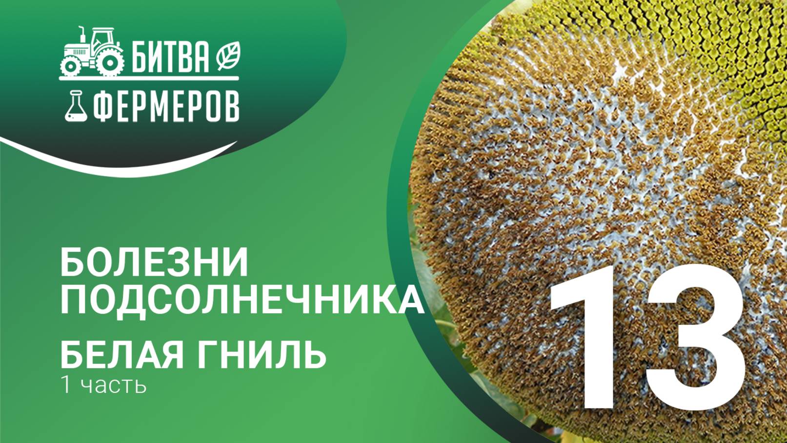 Болезни подсолнечника. Белая гниль. Битва фермеров. Серия 13