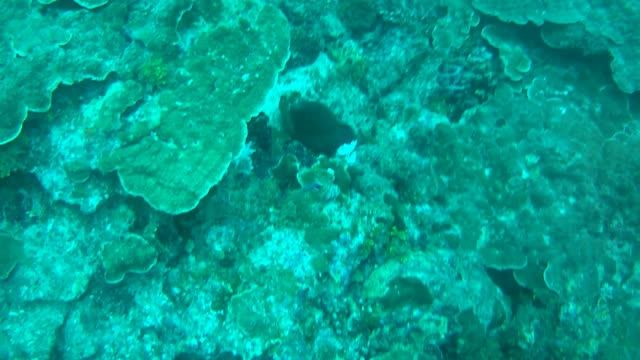 мурена, дайвинг на Мальдивах;