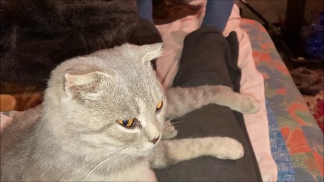 обзор серой кошки неизвестной породы!