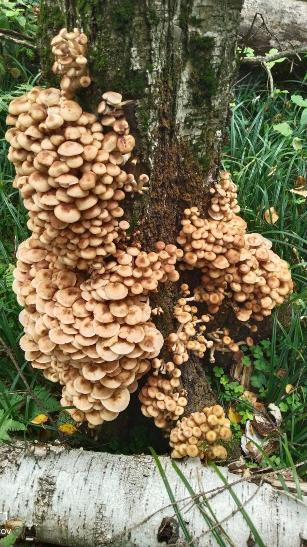 нарвался на ОГРОМНОЕ КОЛИЧЕСТВО  опят! без валидола не смотреть ☺️