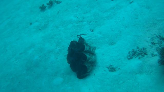 моллюск тридакна, дайвинг на Мальдивах