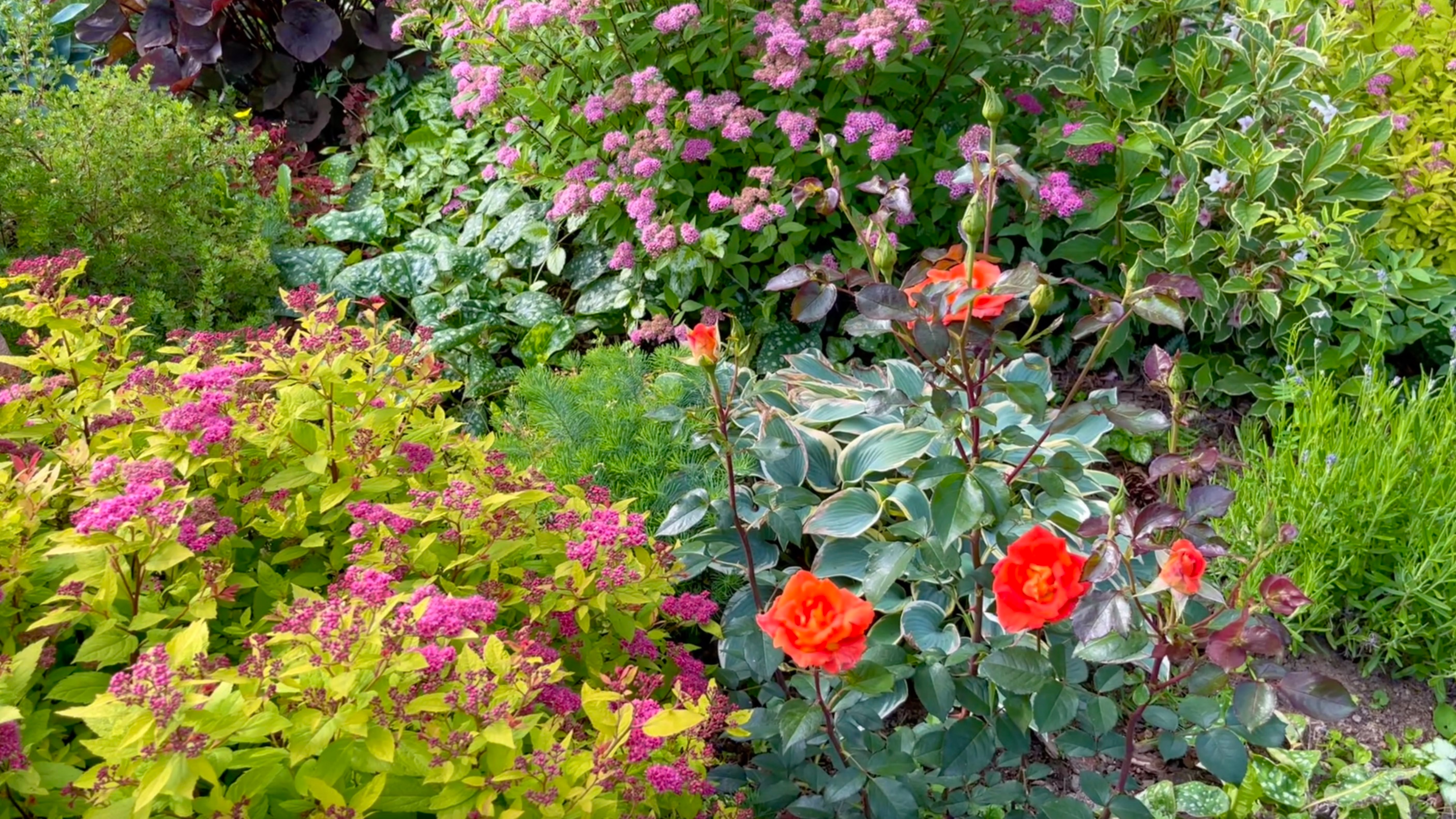 Красота, универсальность и неприхотливость спирей японских.