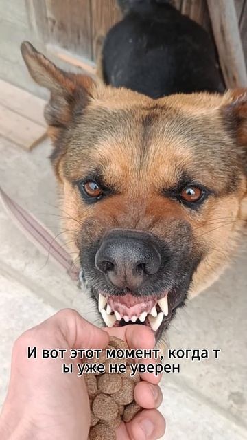 Осторожно злая собака