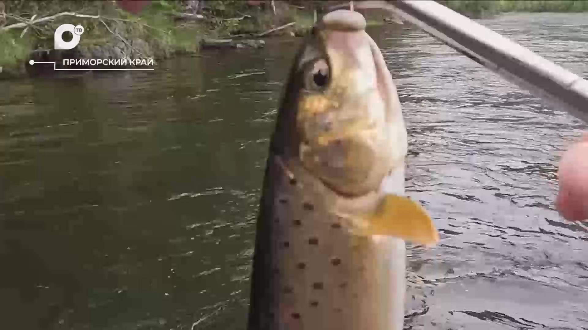 Разведка блогом / 28.10.25