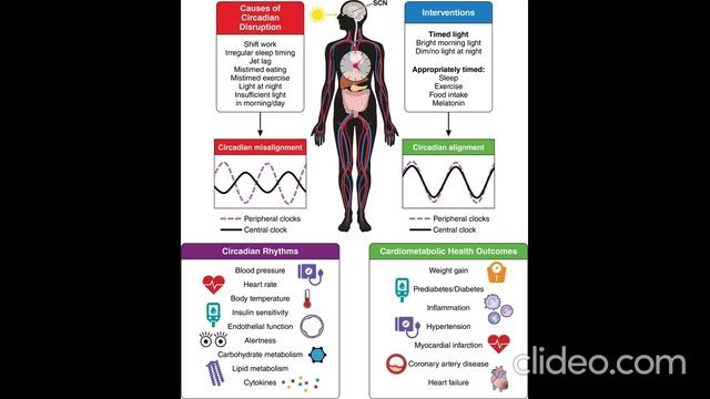 Циркадные ритмы и сердце: как "социальный джетлаг" и экраны убивают ваше здоровье (Заявления AHA)