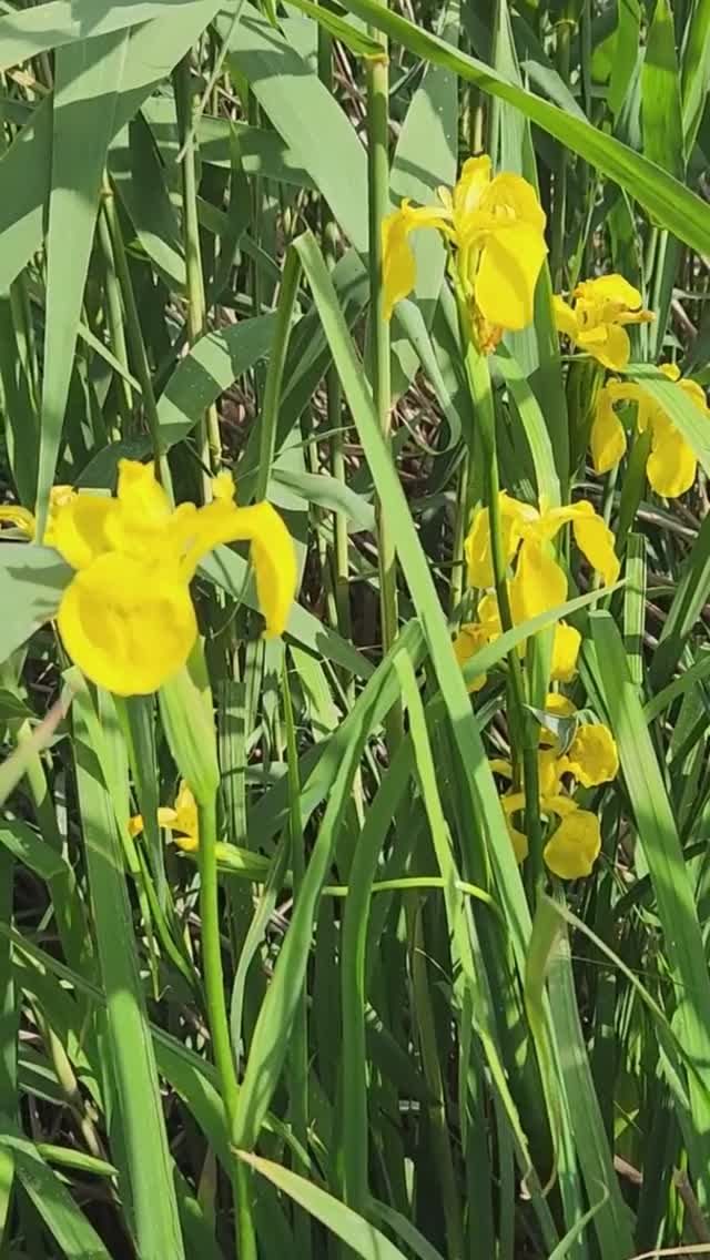 Ирис болотный (желтый)