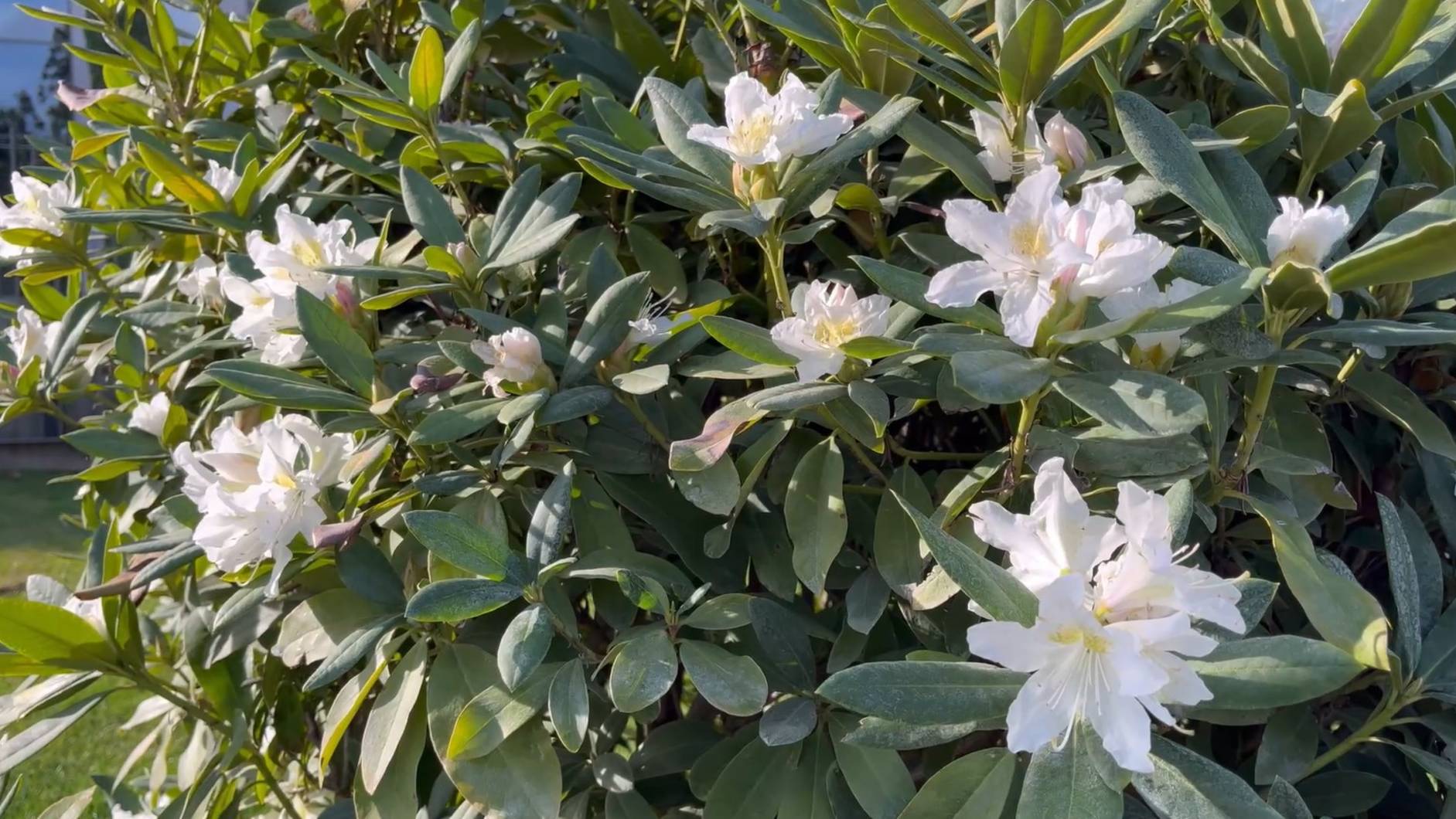 Октябрь 2025 в парке Галицкого зацвел рододендрон