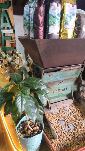 Как делают кофе в Венесуэле?