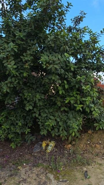 Секреты сада тетушки Розали в немецком городке Колония Товар, Венесуэла