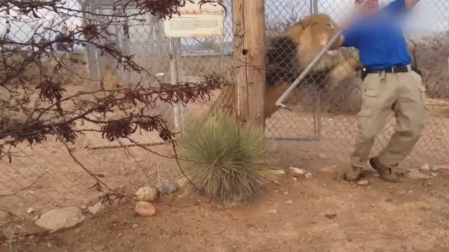 И смех и грех!!! Мир животных необычные истории! #59