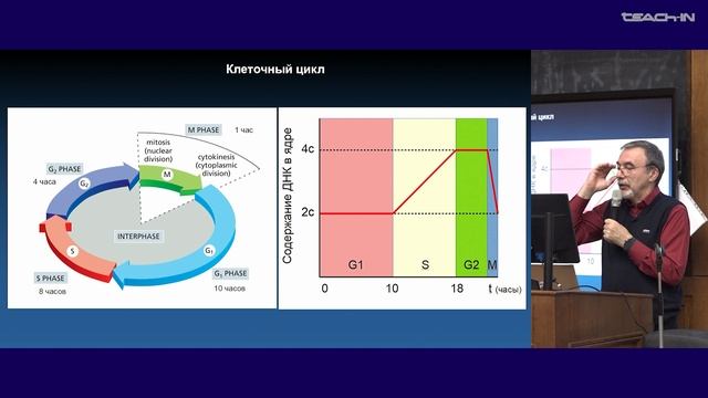 Киреев И.И. - Клеточная биология - 6. Процессинг РНК. Нехроматиновые домены ядра