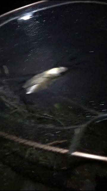 Рыбалка на Амура