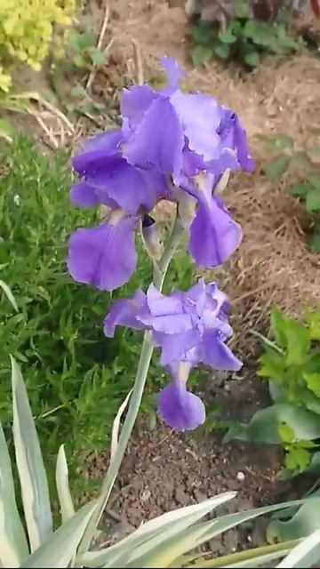 Iris variegata