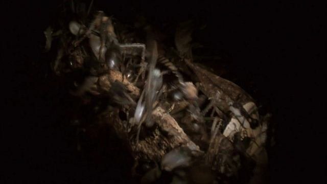 Великие миграции животных