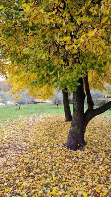 Осень в парке 14-10-2025 часть 3