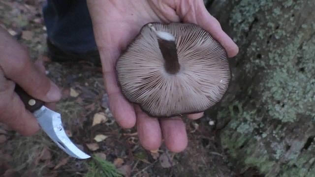 Гриб Плютей Черный. Плютеи бывают разными.