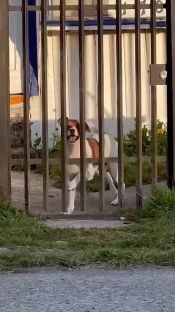 Милые собаки