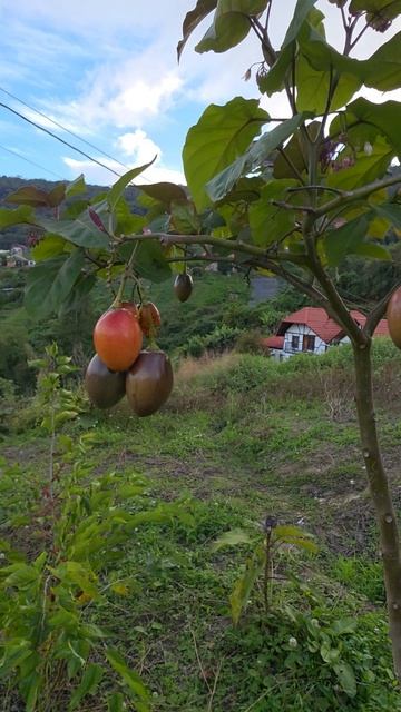 Как растет тамарило в Венесуэле?