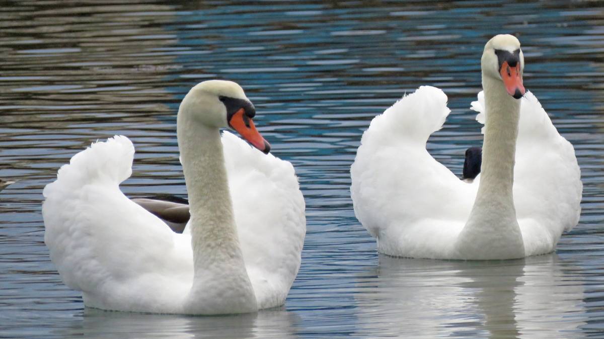 Лебеди Феодосии