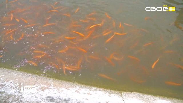 Человек на своём месте. Юрий Мамонтов