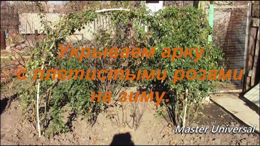 Как укрыть плетистые розы на зиму.