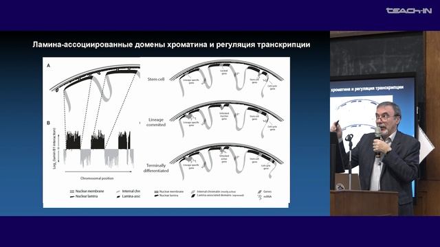 Киреев И.И. - Клеточная биология - 7. Ядерная оболочка. Ядерно-цитоплазматический транспорт