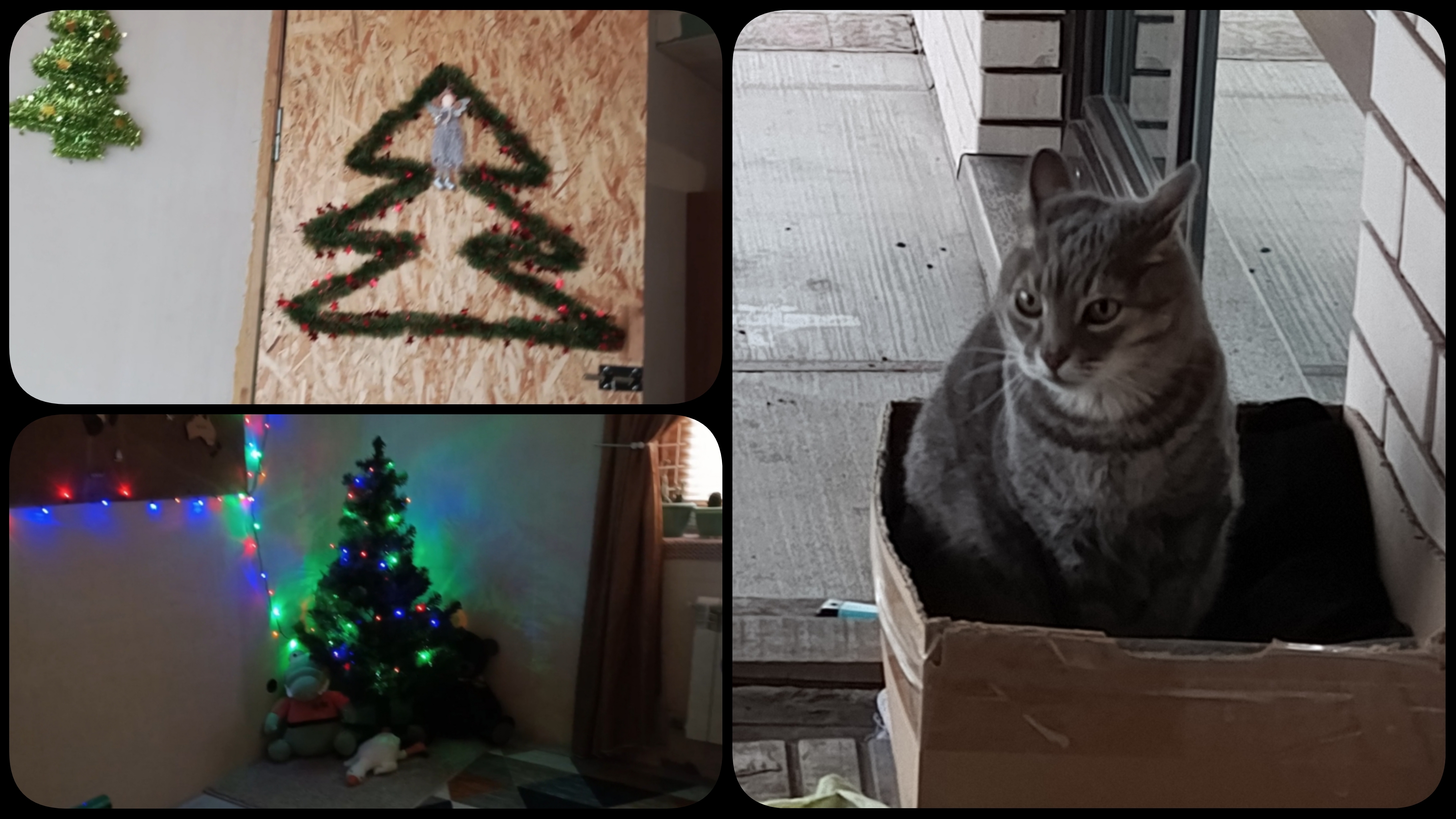 Vlog Поставили ёлку 🌲? Ищем соседнего кота. Ракетные опасности ⚠️