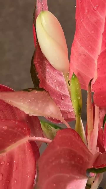 Как цветут аглаонемы? #аглаонема