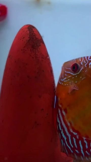 Дискусы с дискусятами 🥰