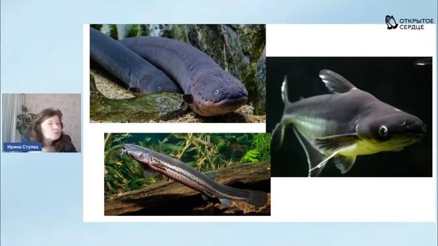 Нечистые животные Библии:  _ _ Биолог, химик, провизор высшей категории Ирина Ступка