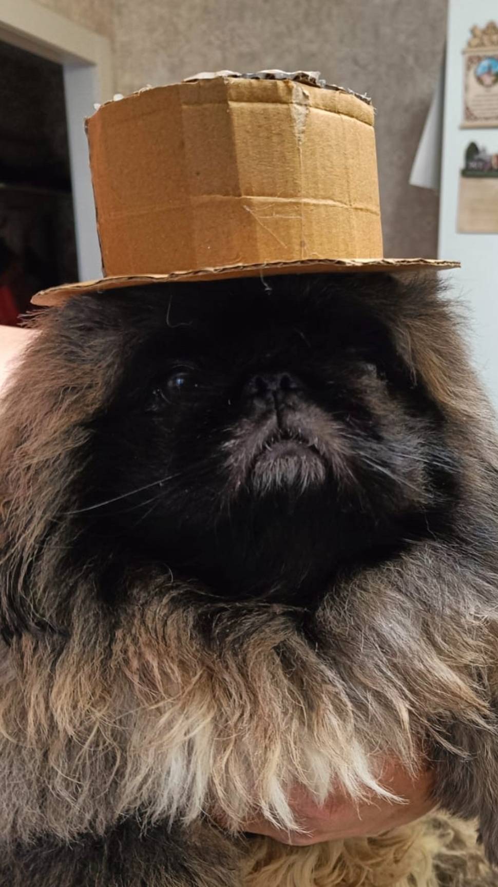 Пекинес Дендик в шляпе