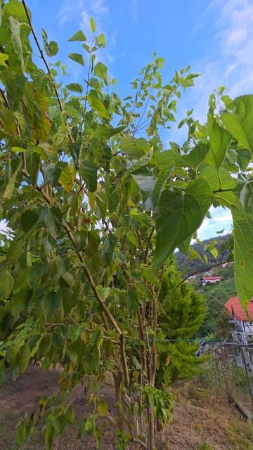 Удивительная папайя и не только в доме Розалии в Венесуэлле