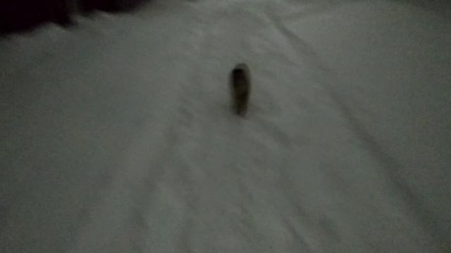 БУБЛИК ШПИЦ - Главный ИНЖЕНЕР КАНАЛА GARAGE-28 нарезка старого не вошедшего материала вырезки допы