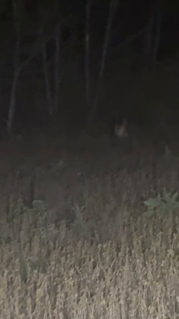 Два ночных хищника