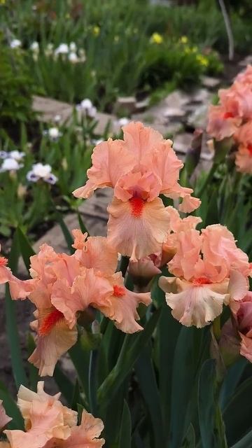 ирис интермедия (IB) 'Hat Box' (P.Black, 2019)