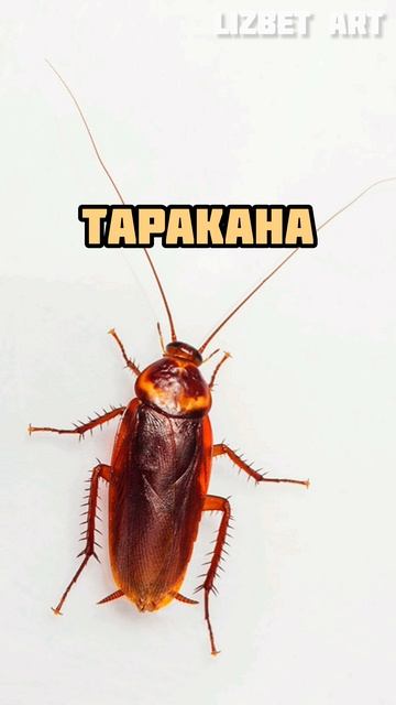 Рисую несуществующее животное🐂+🐞=❓(ч.109) #tiktok #shorts #art #gouach