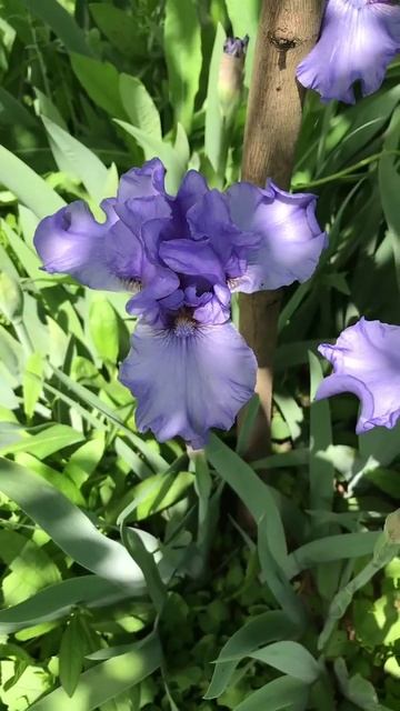 ирис интермедия (IB) 'Neon Blue' (Barry Blyth, R. 2003)