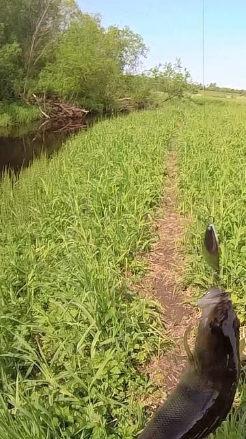 Колебалка на микроречке даёт результат! Окунь обитающий в прибрежных зарослях!