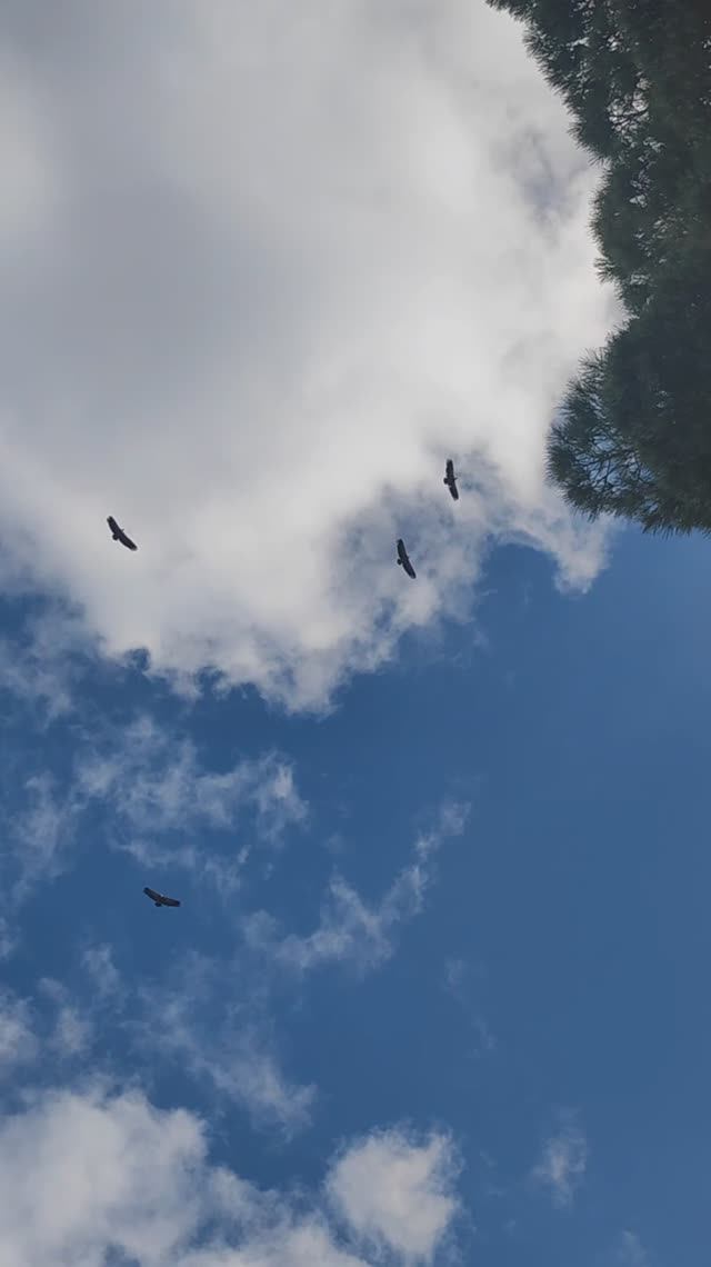 Хищники в небе