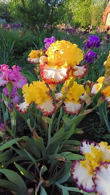 ирис бордюрный (BB) 'Tagline' (Ghio, 2018)