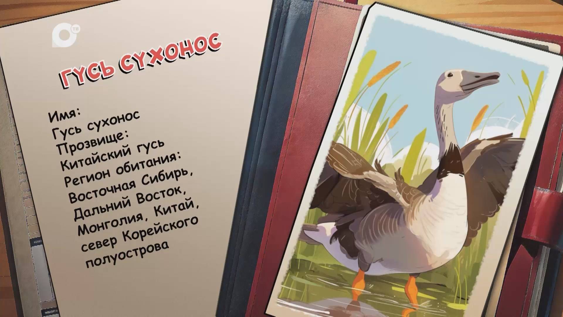 Агент биосферы / Гусь сухонос / 29.10.25