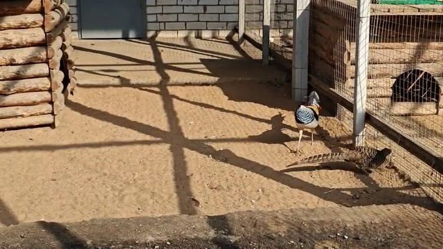 Гордый фазан Липецкого зоопарка. Очень большая птаха.