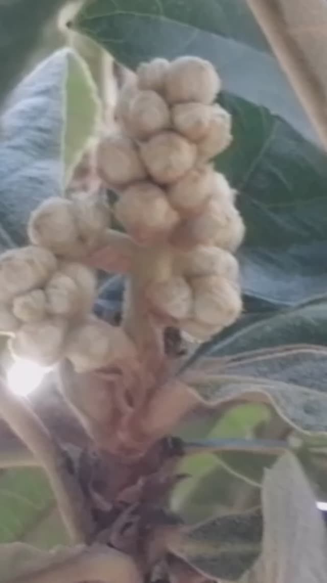 29 октября МУШМУЛА НАБИРАЕТ ЦВЕТ. ТУРЦИЯ 2025. #türkiye2025 #alanya #mahmutlar