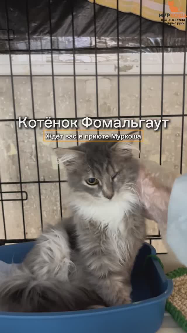 Фомальгаут ждёт вас в приюте #Муркоша