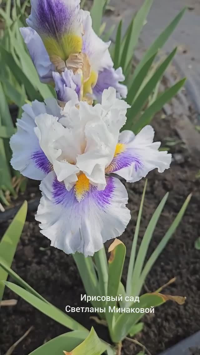 ирис бордюрный (BB) 'I Believe' (Thomas Johnson, R. 2023)