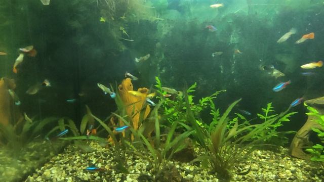 Аквариумные рыбки /  Релакс /  Аквариум 100 литров /